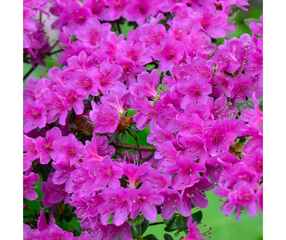 Azalia japońska fioletowa