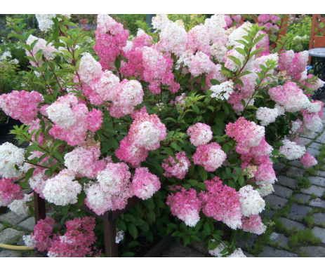 Hortensja bukietowa "Vanilla Fraise"