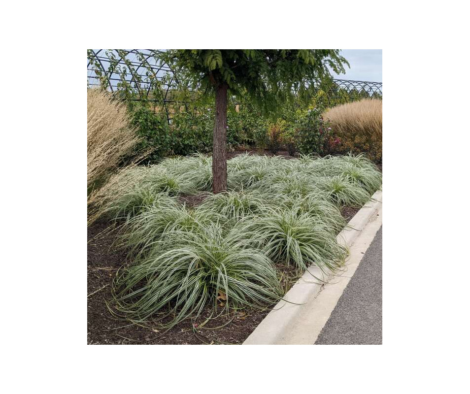 Turzyca "Feather Falls" NOWOŚĆ